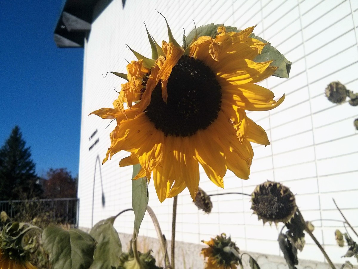 Season of Creation Sermon Series | St. Augustine's Anglican Church