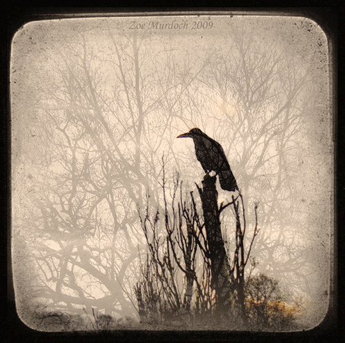 Sylvia Plath’s Advent Meditation: A blog post by Christopher Page ...