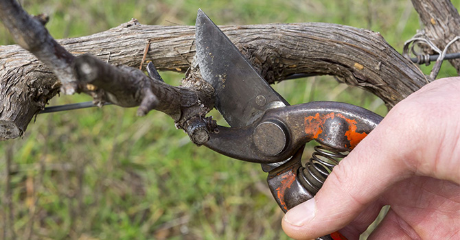 Poems from a Pruning Season | Cochrane Alliance Church