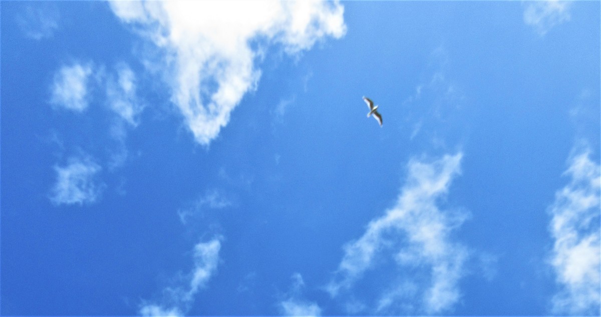 Look at the rainbow and praise its Maker | St. Dunstan's Anglican Church