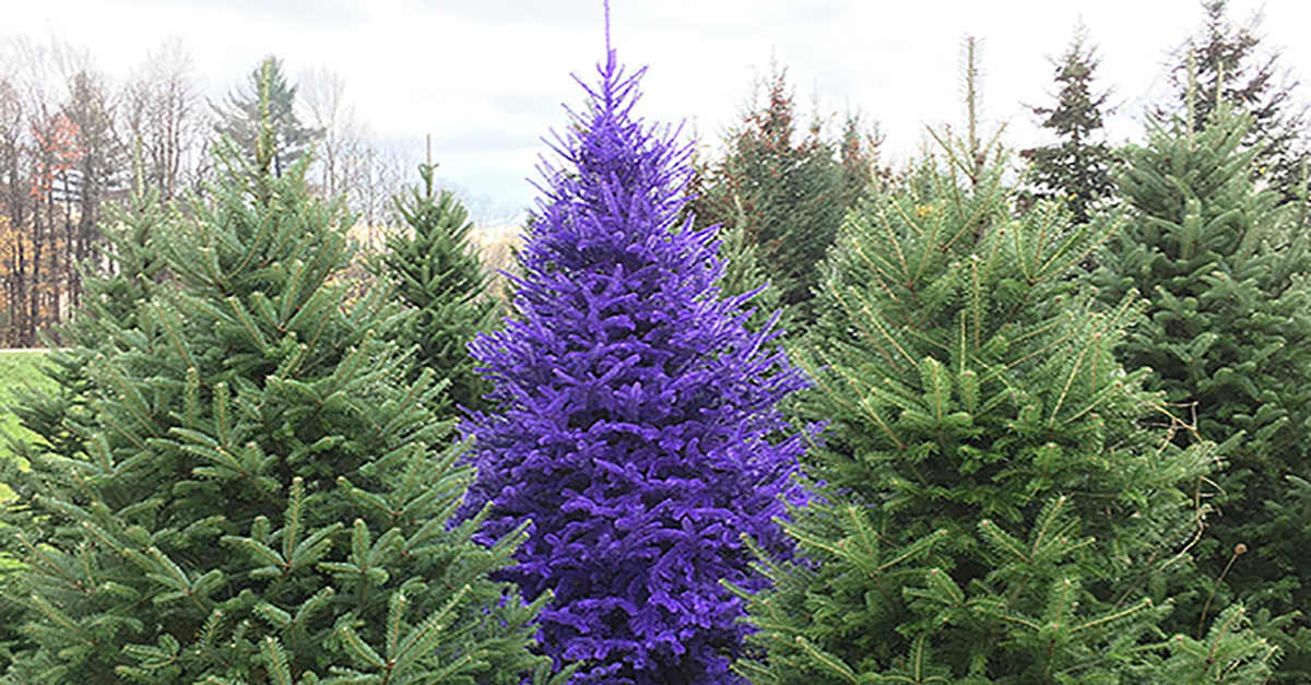 Entering Advent with a purple bishop tree | Social & Ecological Justice ...