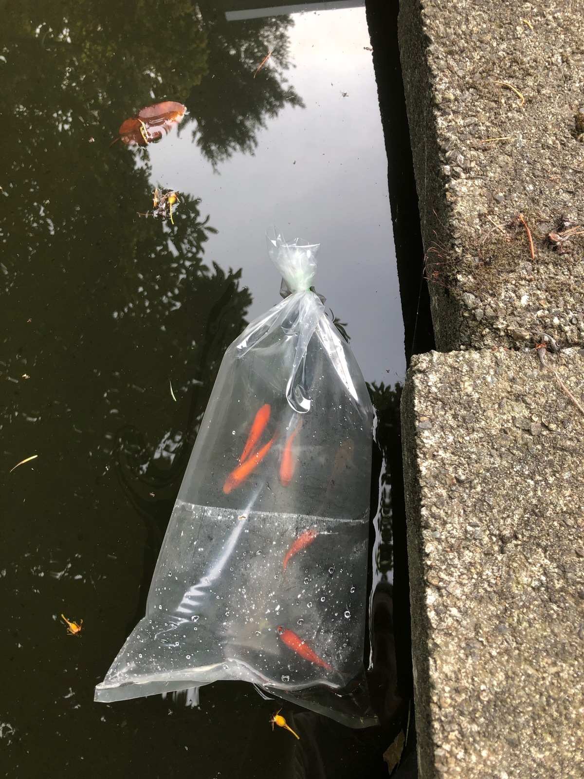 Fish in our Pond | St. John the Divine Anglican Church