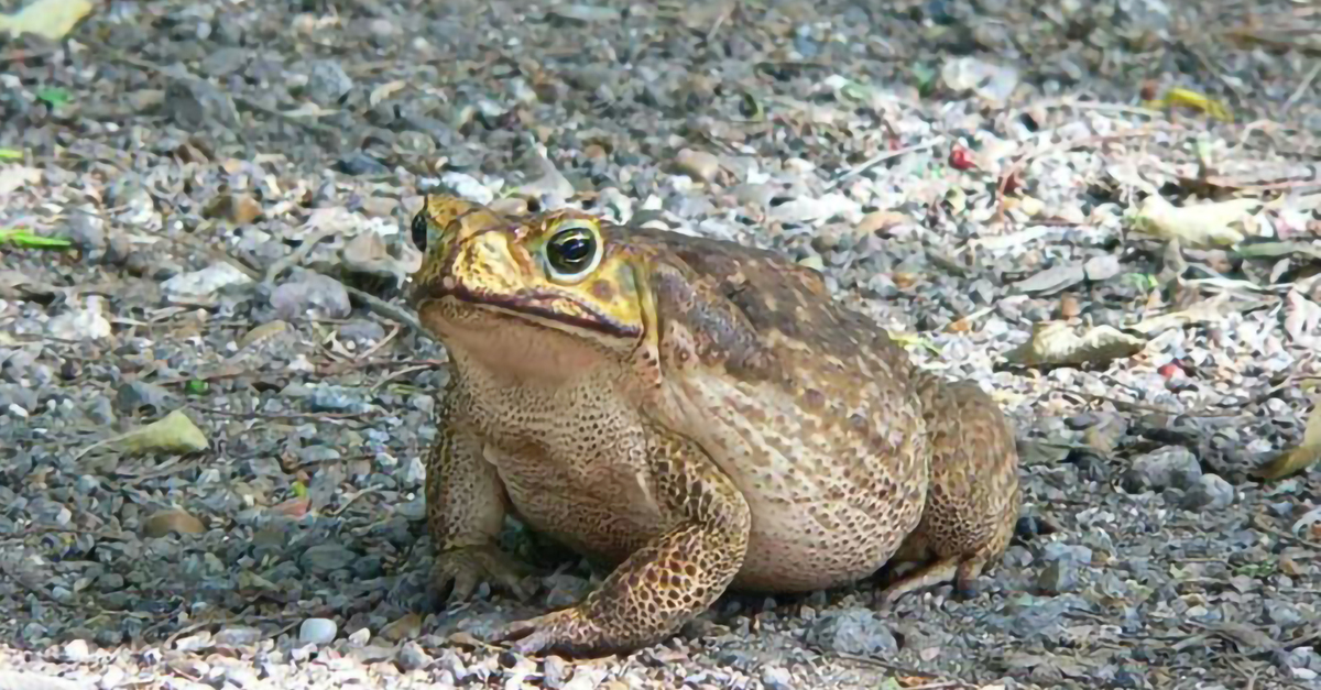 Why Did the Frog Cross the Road? | Science Tidbits | Mt Zion Lutheran ...