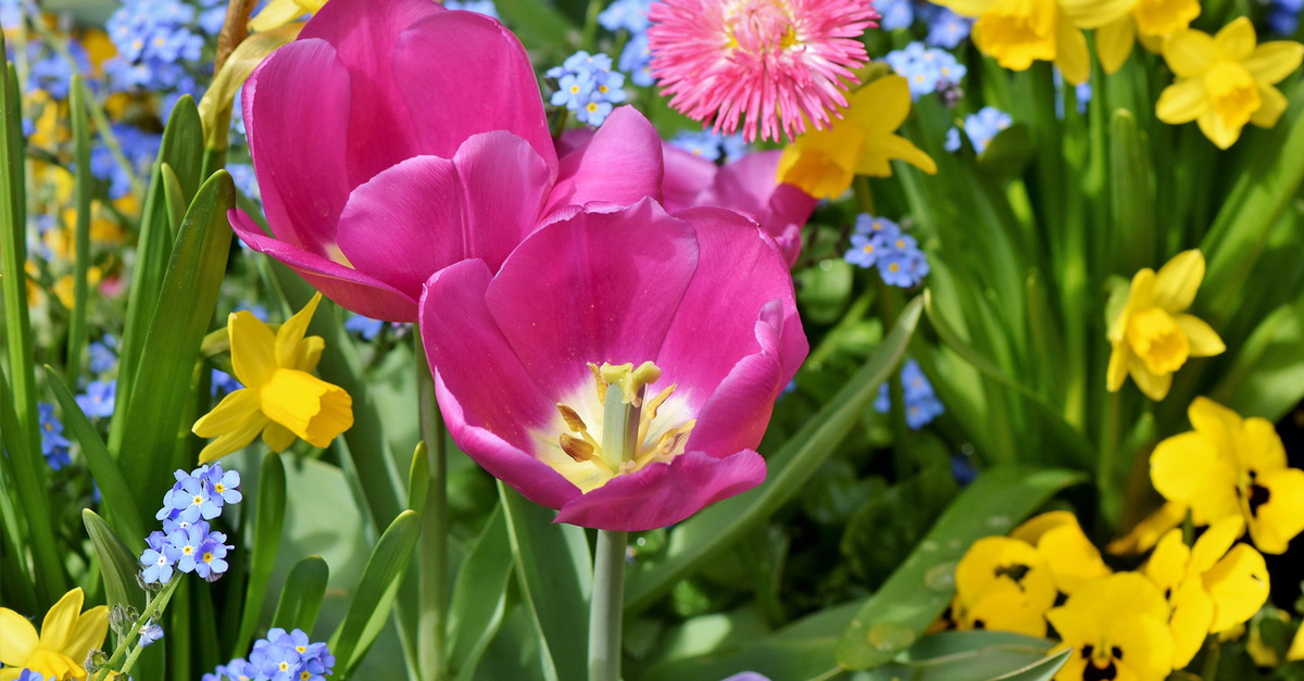 EASTER PLANTS | Joy Lutheran Church