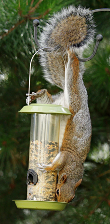 Squirrel Derangement Syndrome | Science Tidbits | Mt Zion Lutheran Church