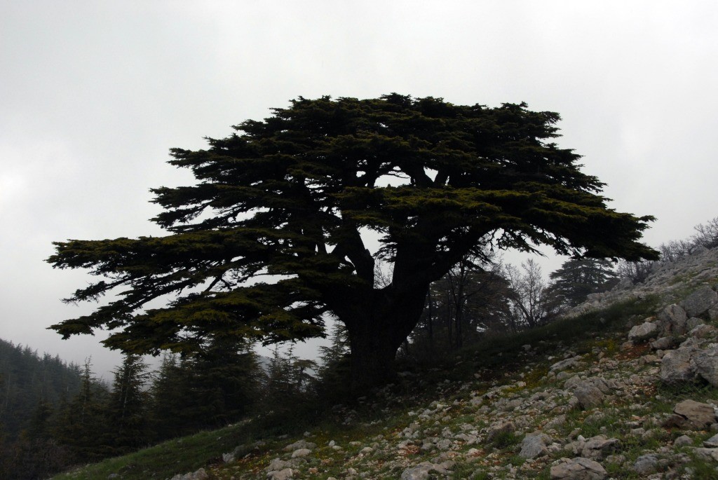 Blog | Ridgeview Bible Church