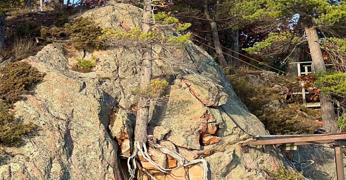 Resilience is courage supported by unquenchable hope | Columnists | The ...