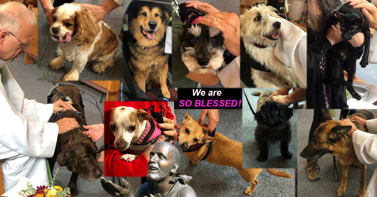 Blessing of the Animals at St Matthew's | St. Matthew, Abbotsford ...