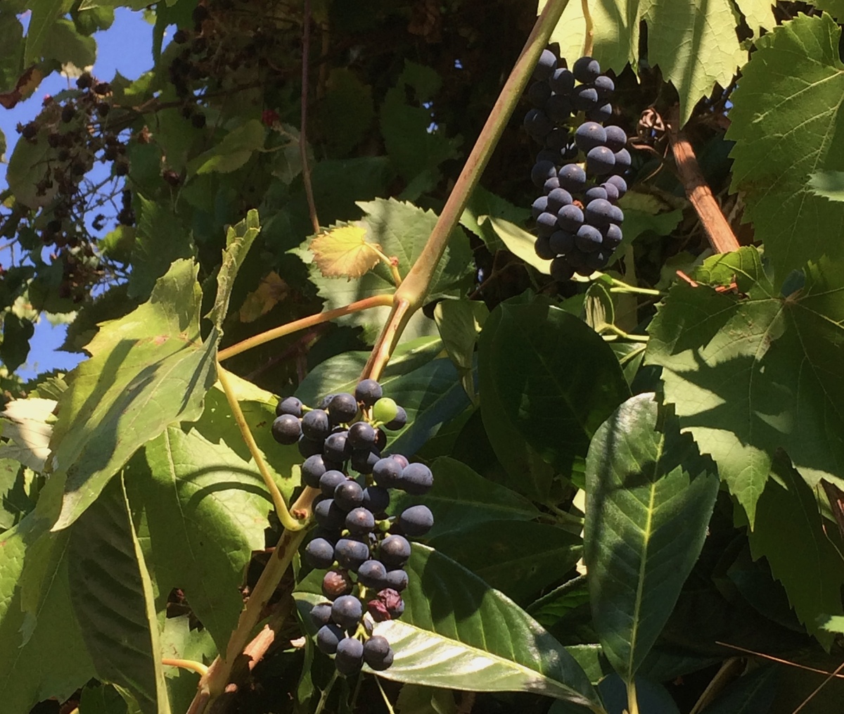 Blog | Holy Trinity Cathedral