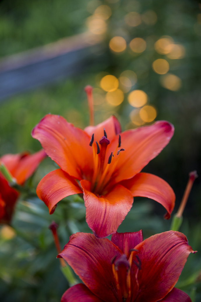 Sermons | St Mary's Lutheran Church