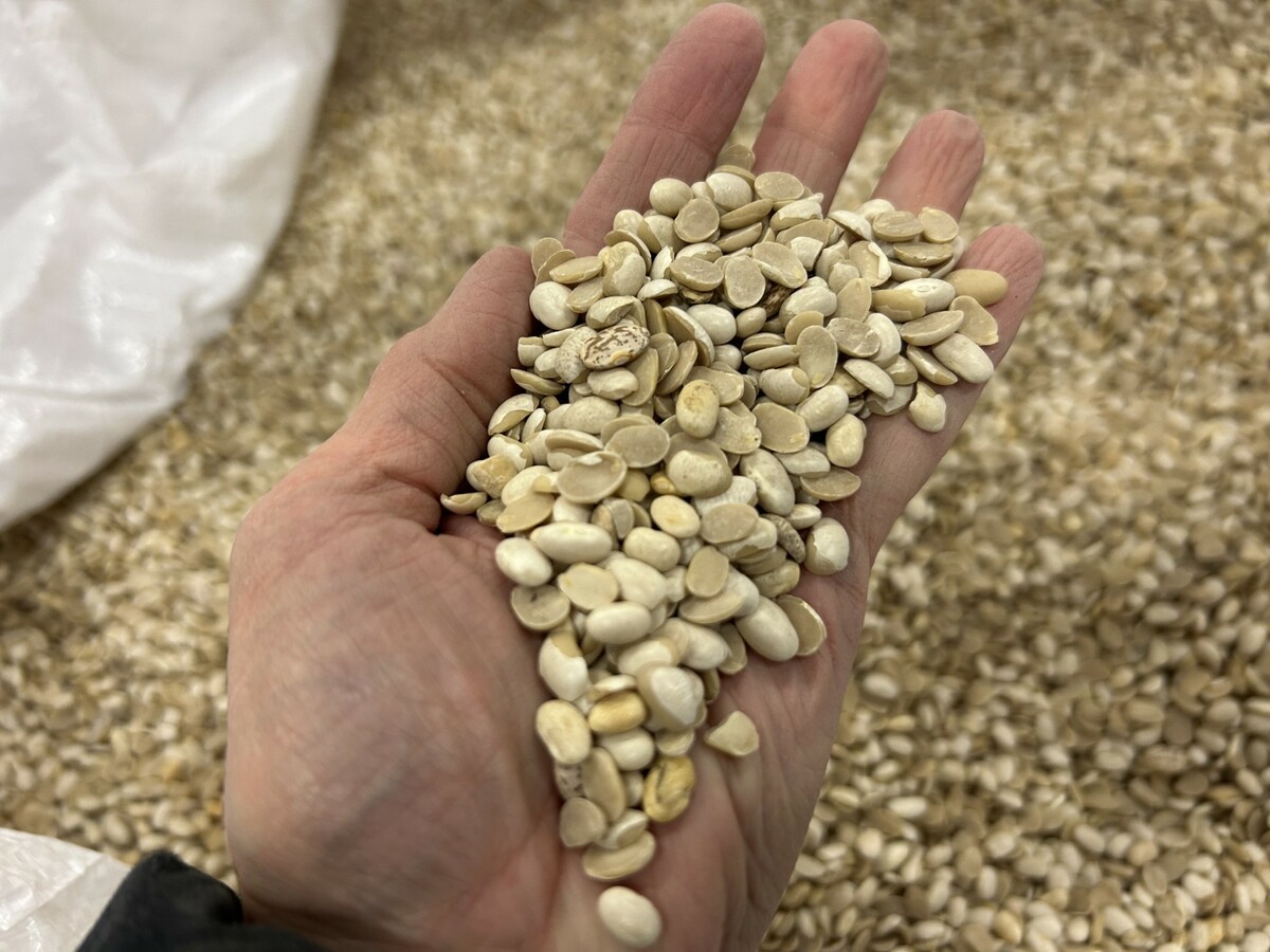 44,000 lbs of Beans donated! | Fraser Valley Gleaners Society