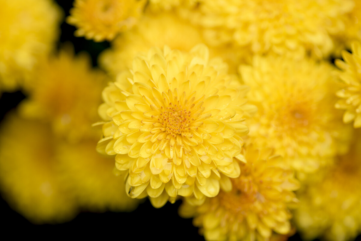 Lent/Easter Flower Campaign | All Saints' Anglican Cathedral Lent/Easter Flower Campaign | All Saints' Anglican Cathedral