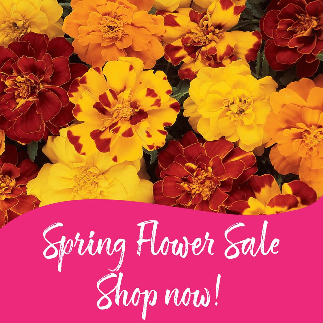 Spring Flower Sale | Hamilton Wesleyan Church