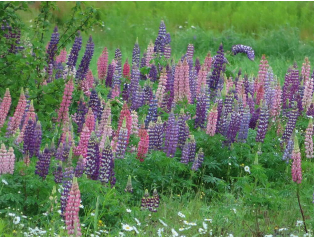 People's Pulpit | Worship Ministry | St. Thomas Anglican Church