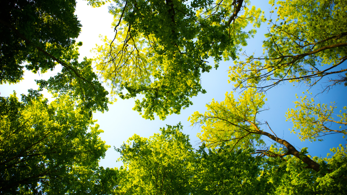 I see God in the trees | Holy Cross Lutheran Church