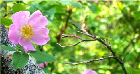 Letter to Life | Diocese of Athabasca
